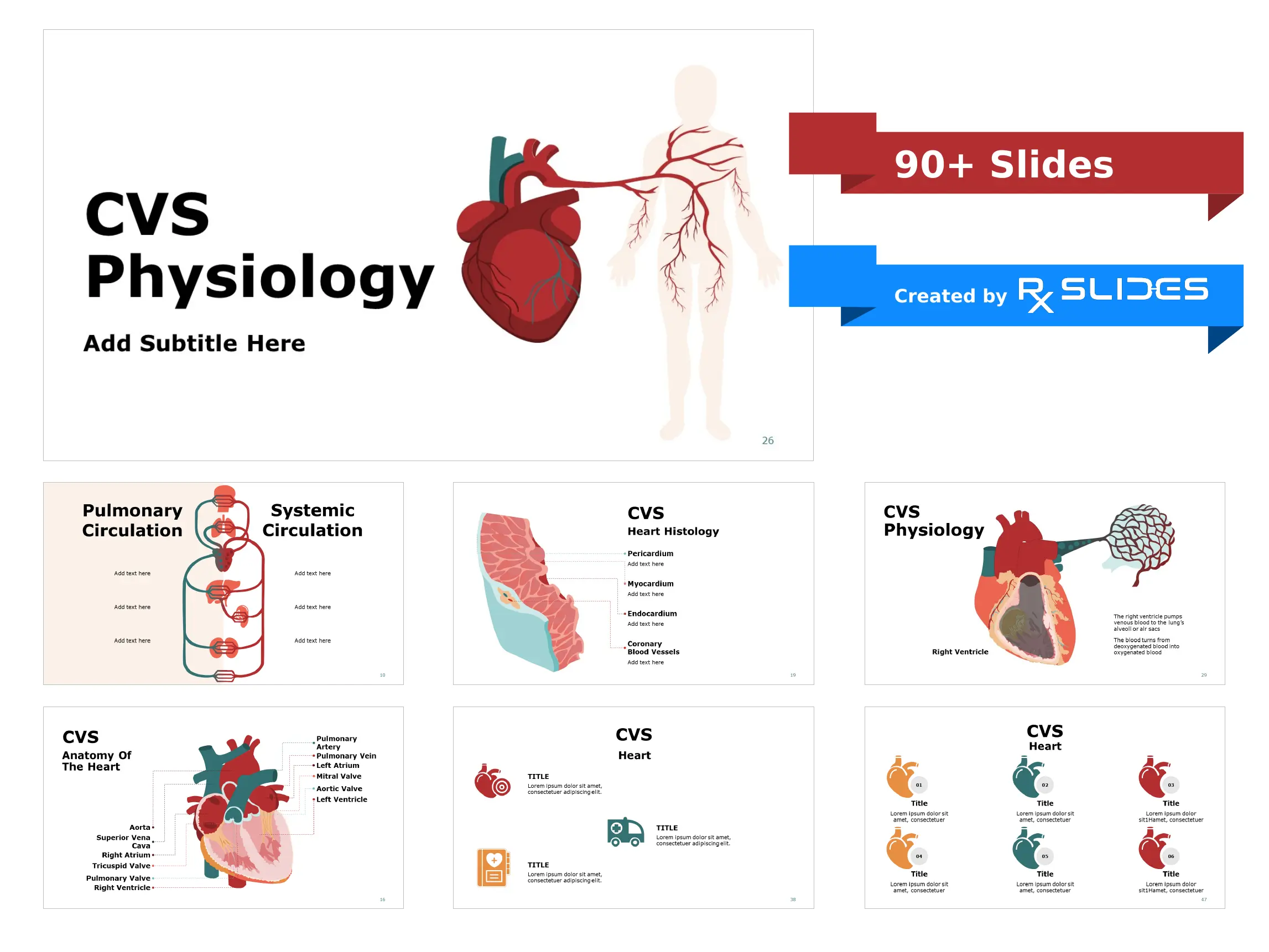 Download Cardiovascular anatomy & physiology PPT Template|RxSlides